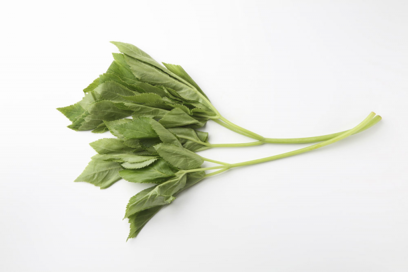 Ashitaba Extract | EverforEverBio