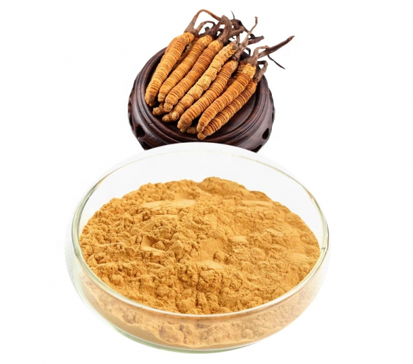 Cordyceps sinensis extract powder | EverforEverBio