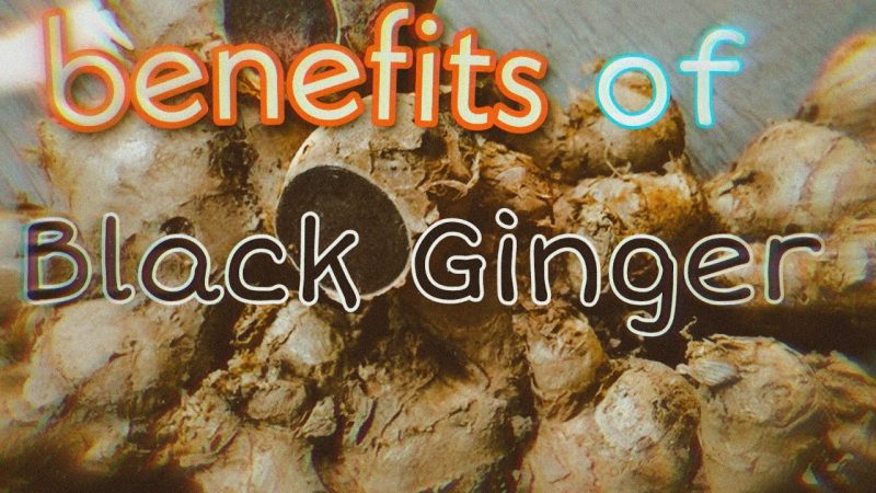 Black Ginger Extract - From Unknown to the First Raw Material for ...